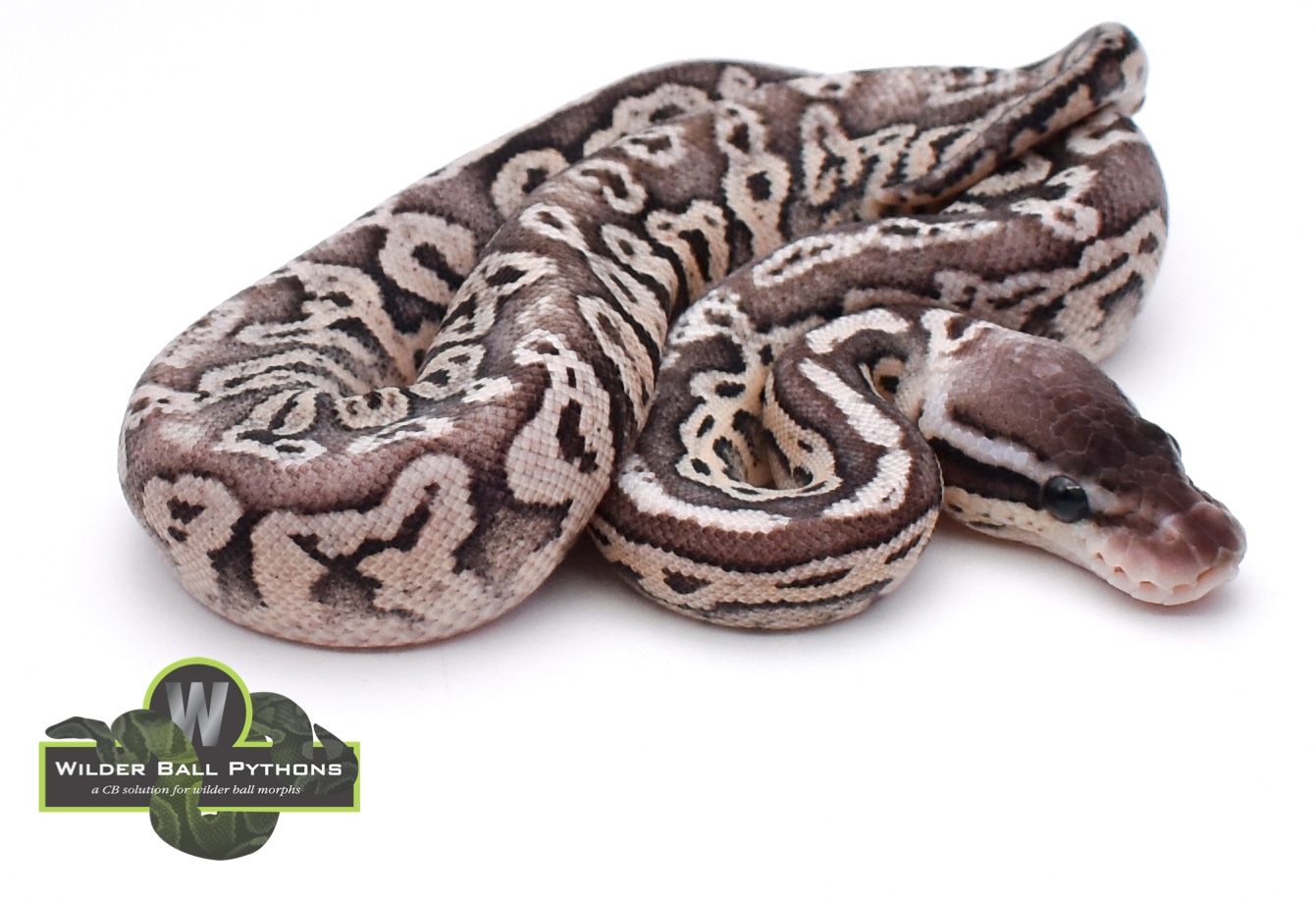 Black Pewter Trick Ball Python by Wilder Ball Pythons - MorphMarket