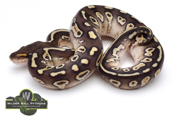 Chocolate Lesser Spotnose Trick Ball Python by Wilder Ball Pythons