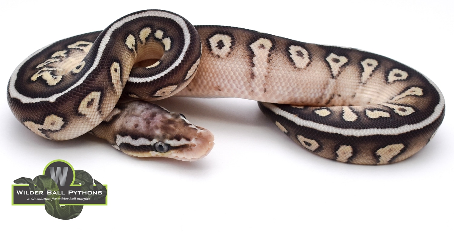 Pastel Chocolate Lesser Spotnose Trick Ball Python by Wilder Ball ...