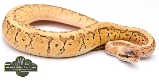 Pastel Fire Pinstripe Trick Ball Python by Wilder Ball Pythons