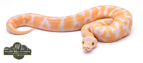 Pastel Lavender Albino Ball Python by Wilder Ball Pythons