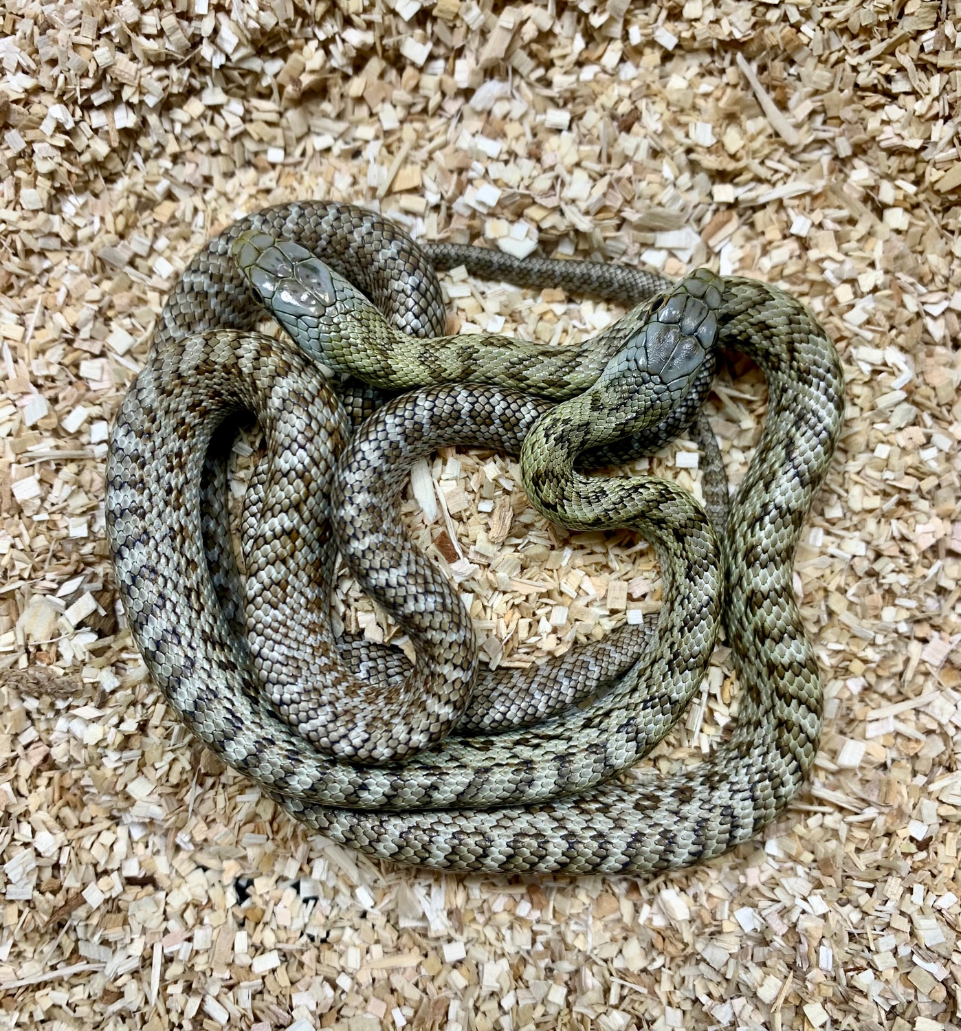 Kunashir Island Rat Snake Other Rat Snake by Wilder Reptiles - MorphMarket