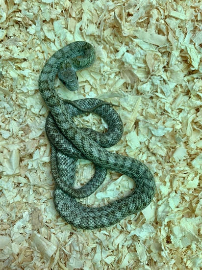 Kunashir Island Japanese Rat Snake Other Rat Snake by Wilder Reptiles