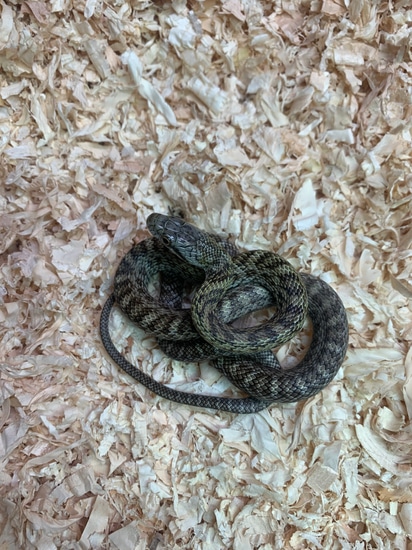 '24 Kunashir Island Japanese Rat Snake Female Other Rat Snake by Wilder ...