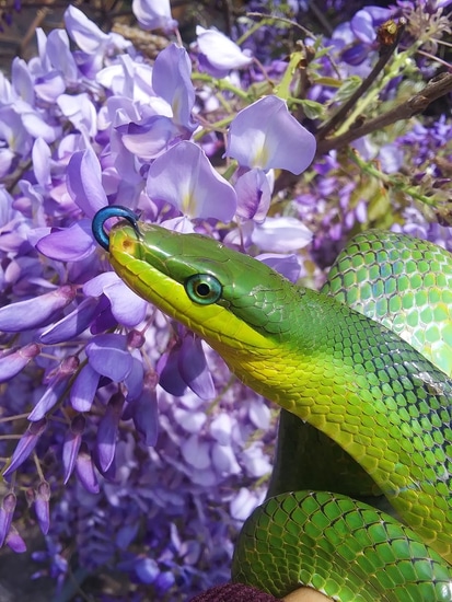 Green And Orange Phase Red Tail Green Rats Red-Tailed Green Rat Snake ...
