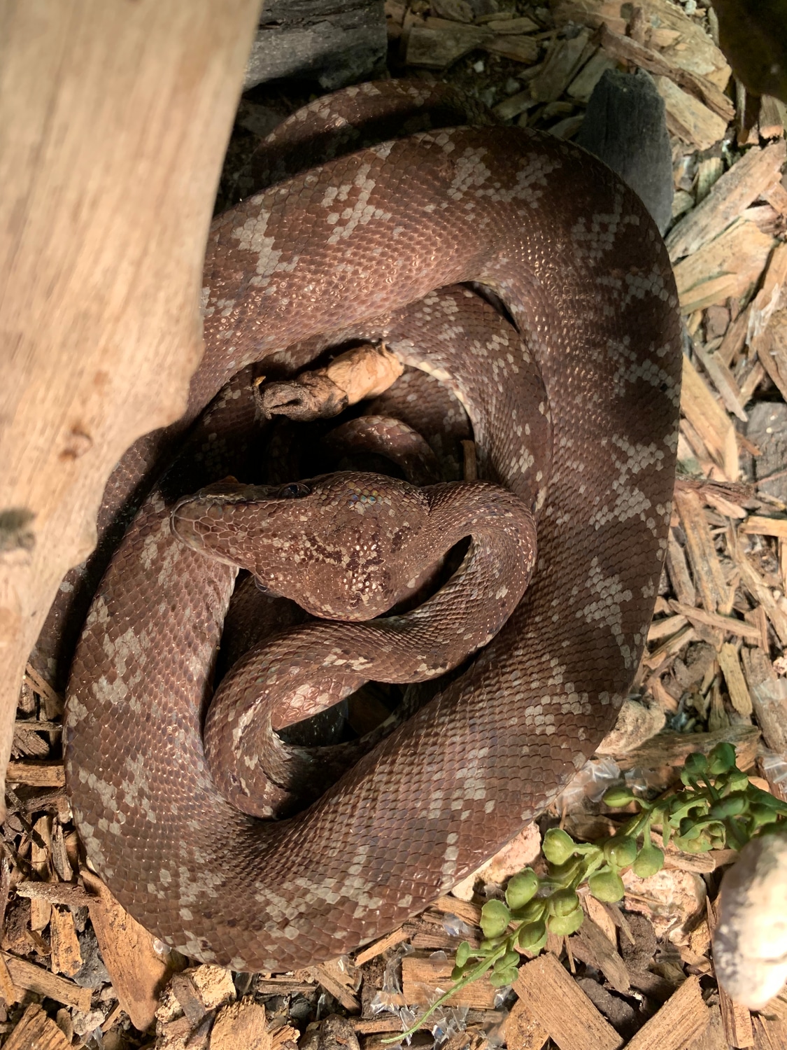 Unique Garden Phase Amazon Tree Boa by Wild Exotix - MorphMarket