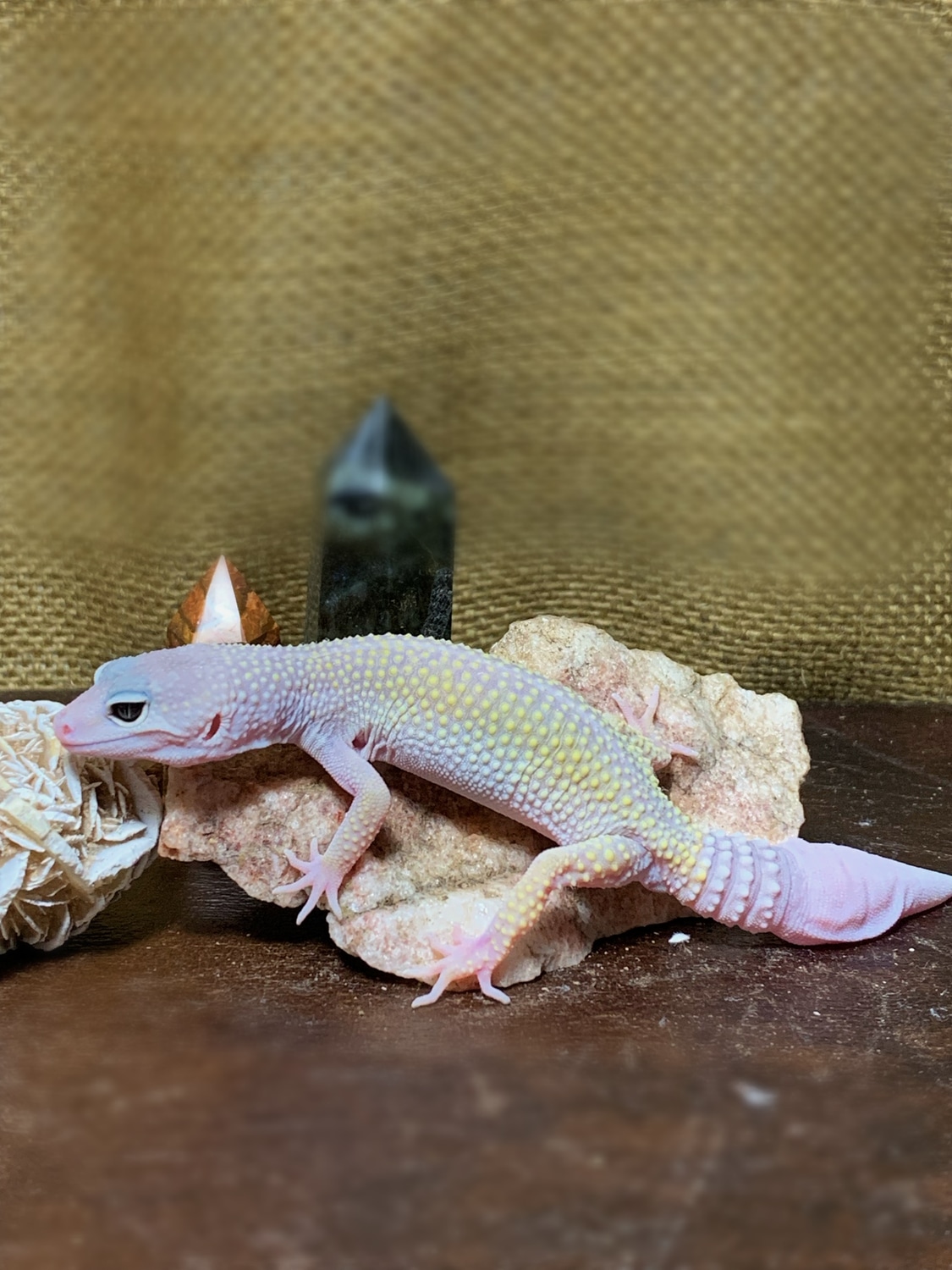 Blizzard Regenerated Tail Leopard Gecko by Wild Exotix - MorphMarket