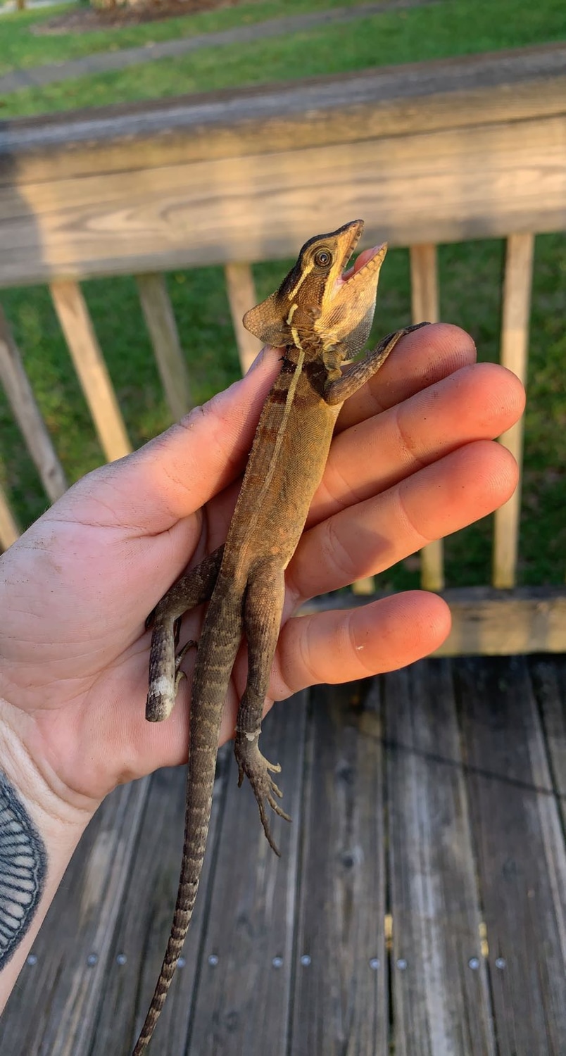 Brown Basilisk Lizard Jesus Christ Lizard More Lizard by Wild Exotix ...