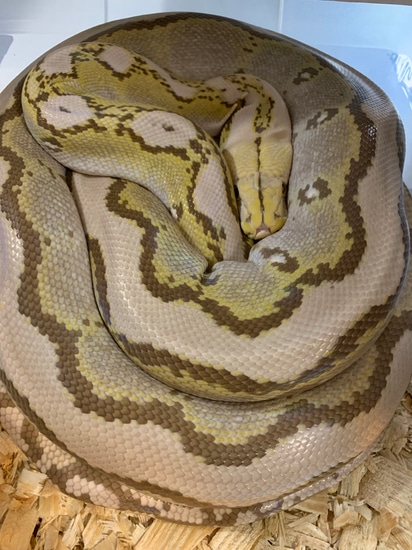 Stunning Tame Motley Orange Glow Reticulated Python by Wild Exotix