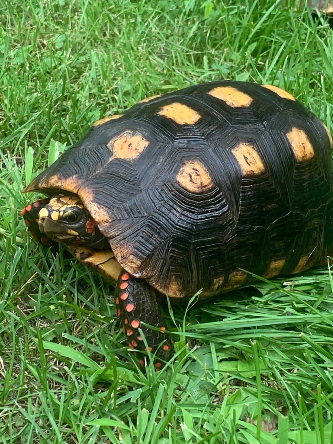 Red Foot Tortoise Red-footed Tortoise by Wild Exotix - MorphMarket