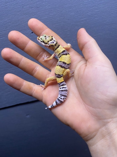 High Yellow Juvenile Female Leopard Gecko by Wild Exotix