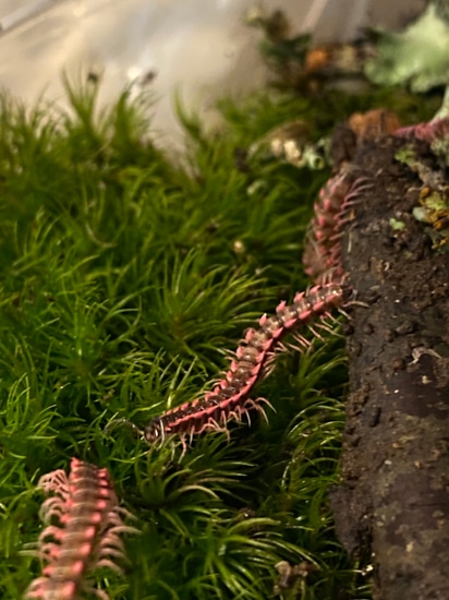 10 Ct Pink Dragon Millipedes! by Wild Exotix