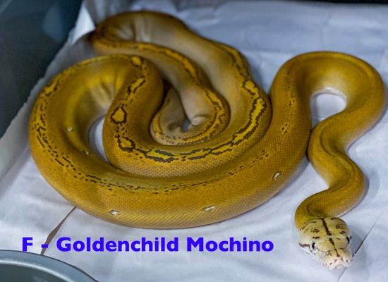 Goldenchild Mochino Reticulated Python by WildFire Retics