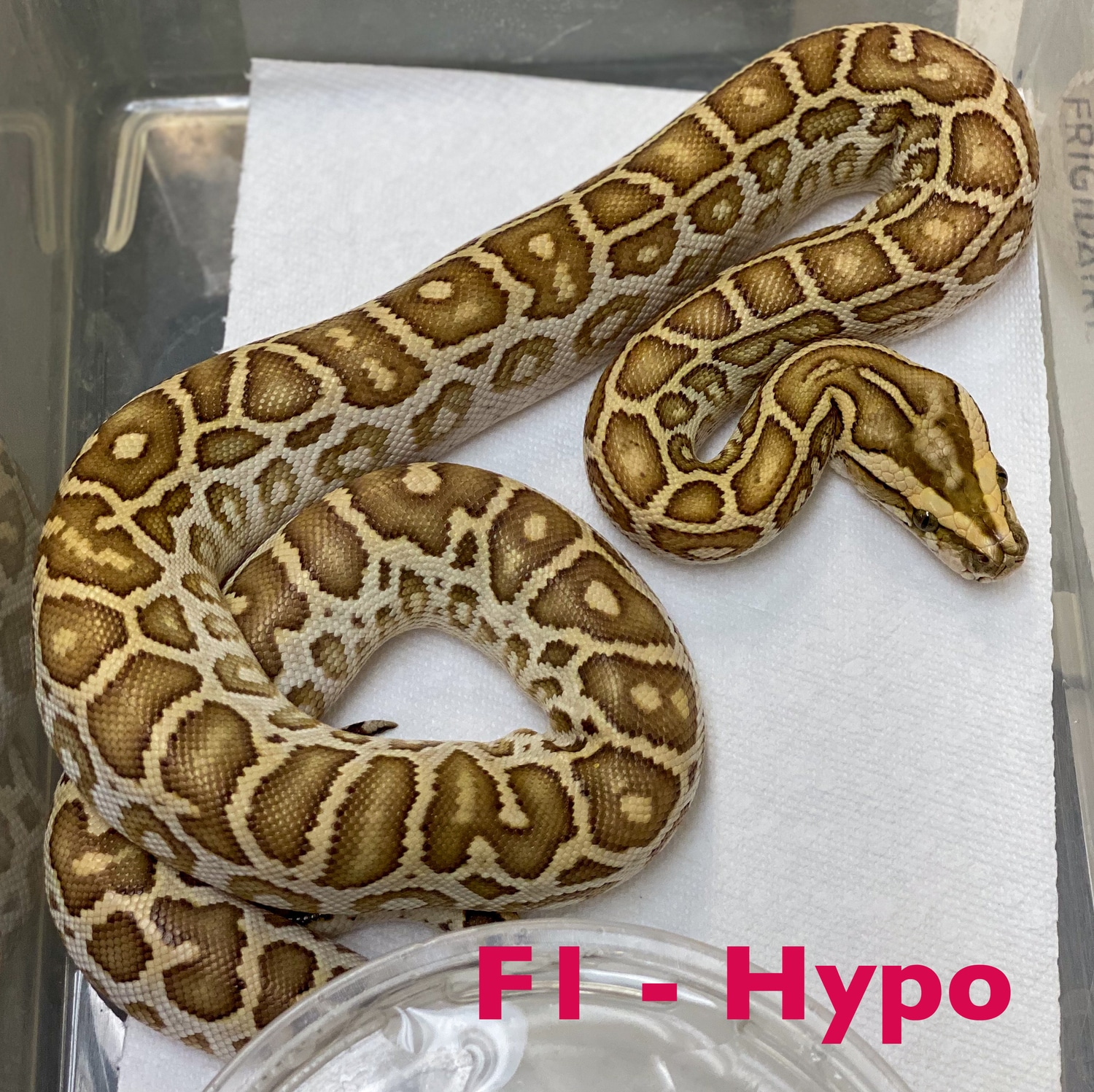 Hypo 100% Het Wei Caramel Burmese Python by WildFire Retics - MorphMarket