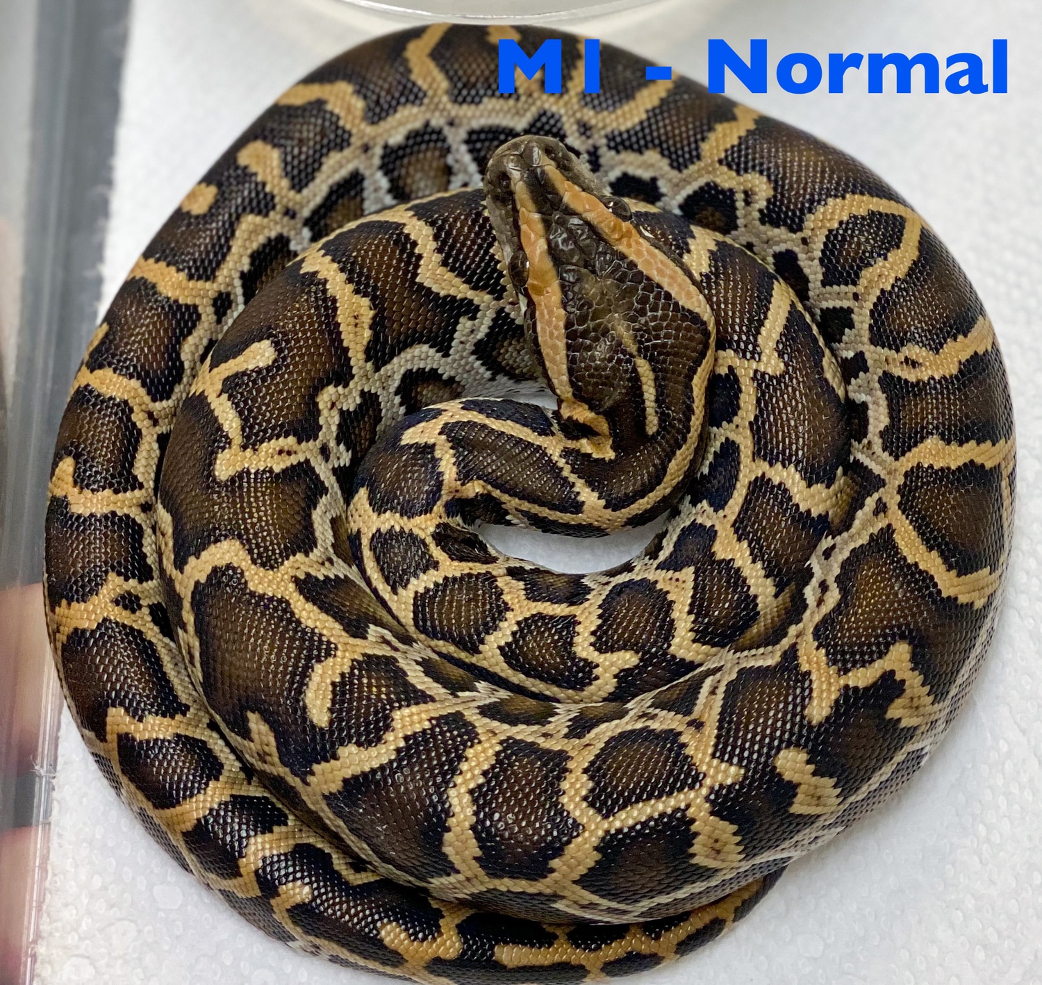 Normal 100% Het Wei Caramel Burmese Python by WildFire Retics - MorphMarket