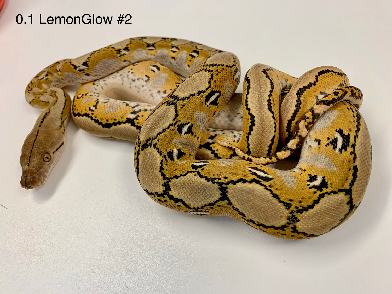 LemonGlow - Female 2 Reticulated Python by WildFire Retics - MorphMarket