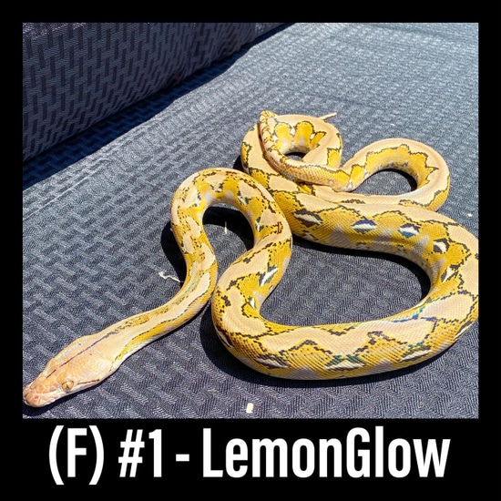 LemonGlow - Female #1 Reticulated Python by WildFire Retics