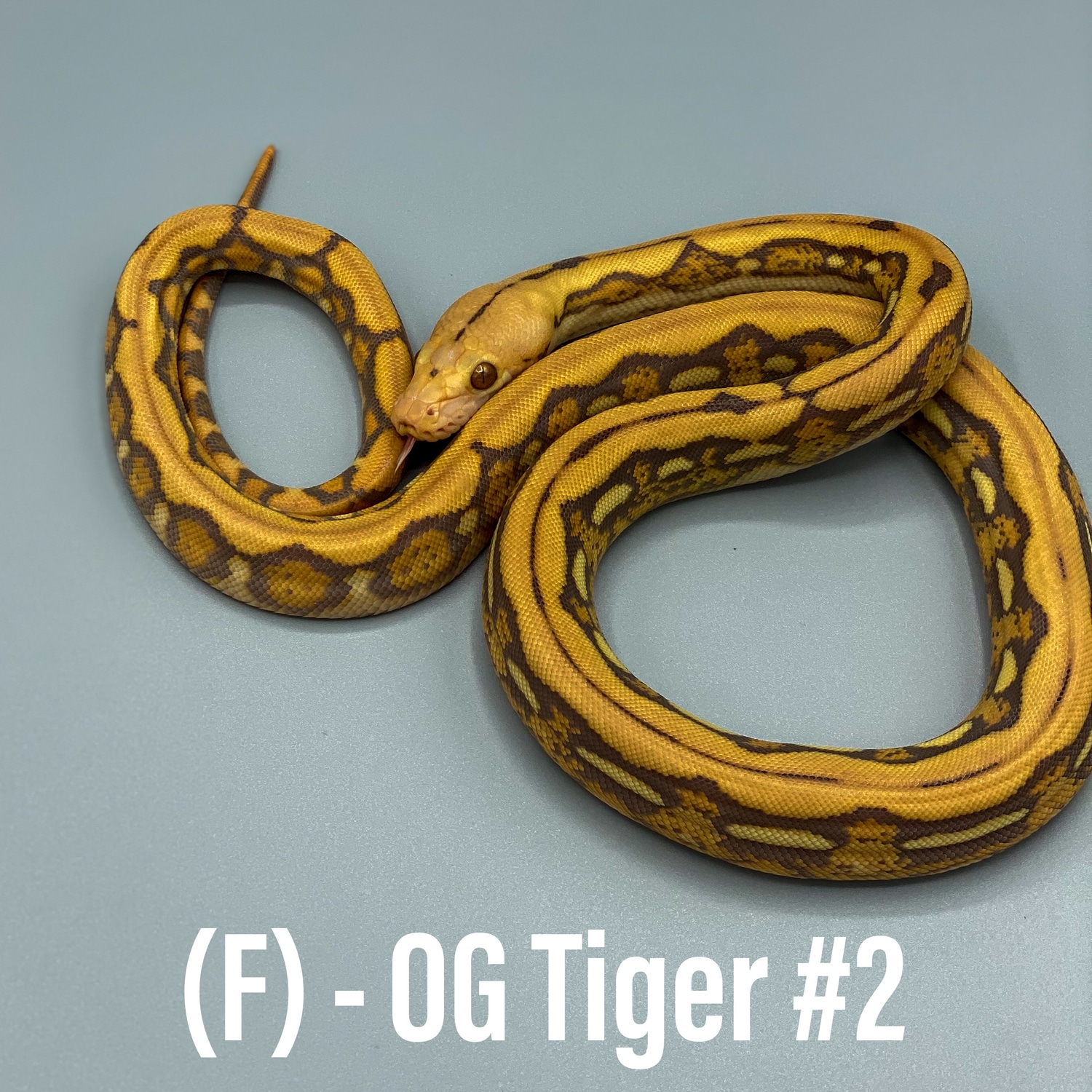 Orange Glow Tiger Female #2 Reticulated Python by WildFire Retics ...