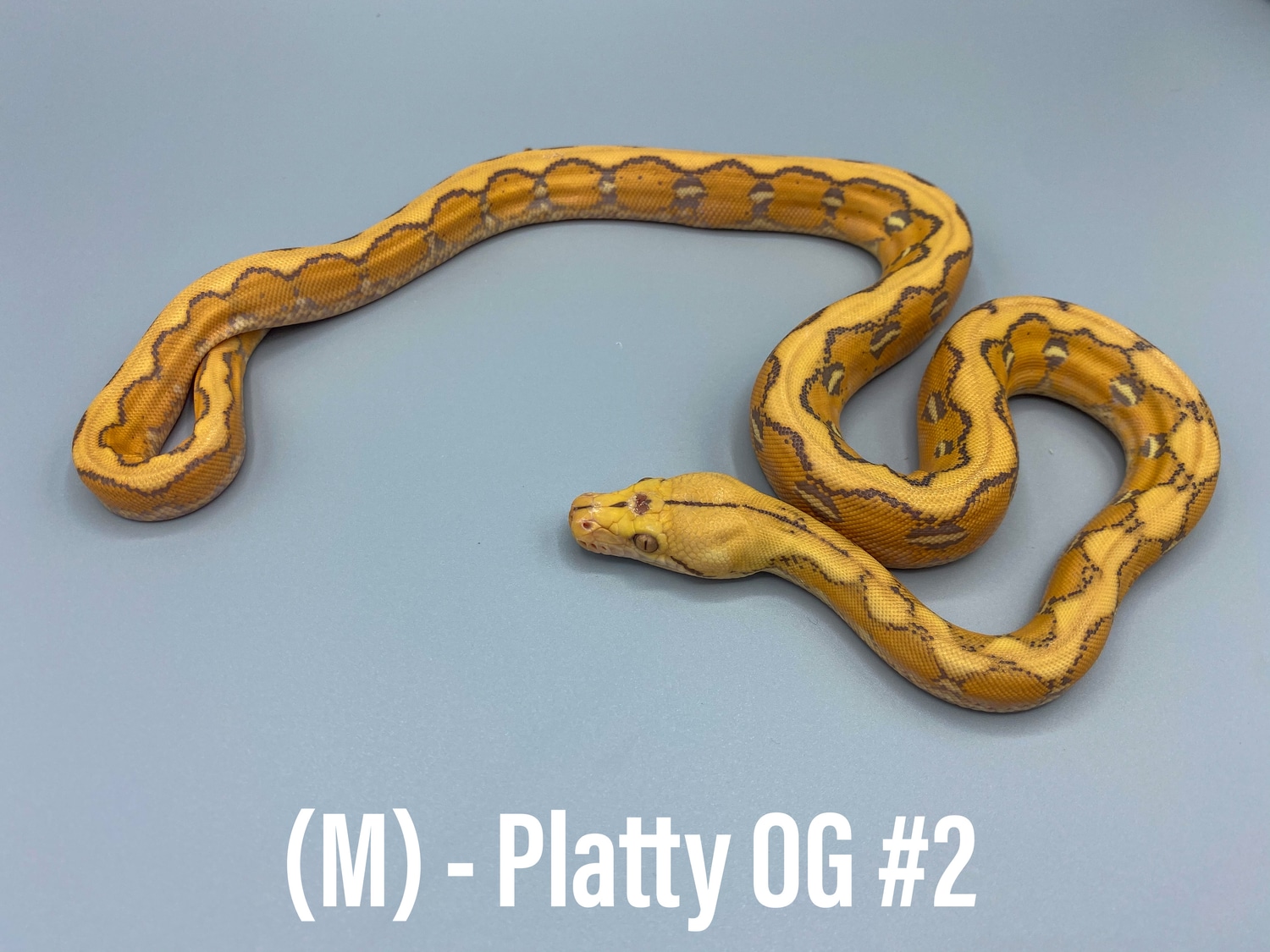 Platinum Orange Glow Male #2 Reticulated Python by WildFire Retics ...