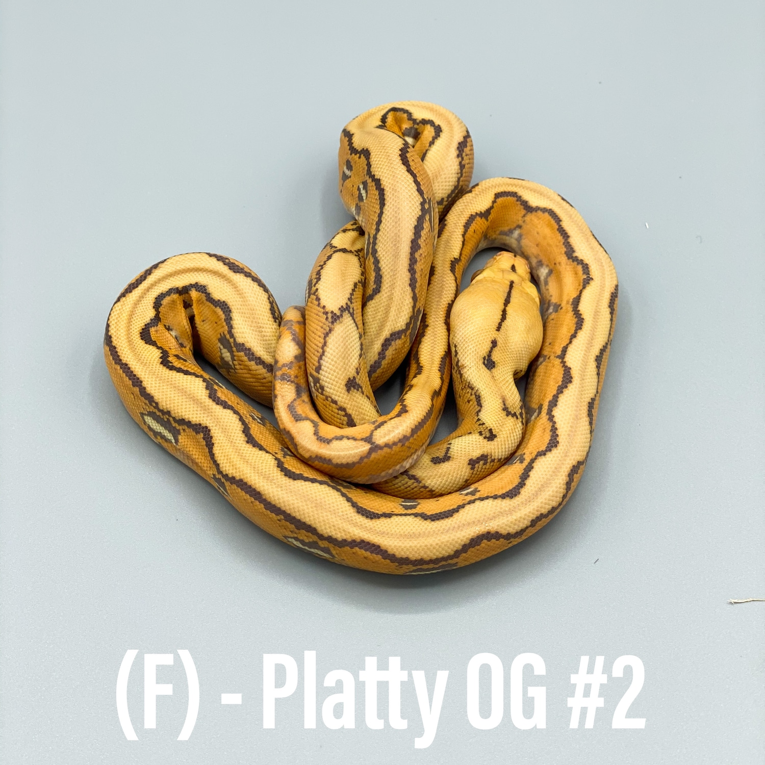 Platinum Orange Glow - Female #2 Reticulated Python by WildFire Retics ...