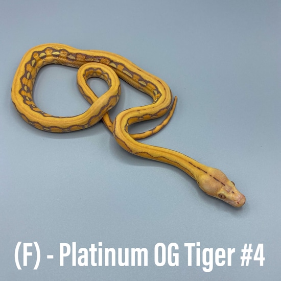 Platinum Orange Glow Tiger - Female #4 Reticulated Python by WildFire ...