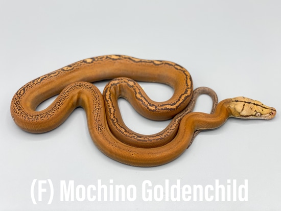 Mochino Goldenchild - Female Reticulated Python by WildFire Retics