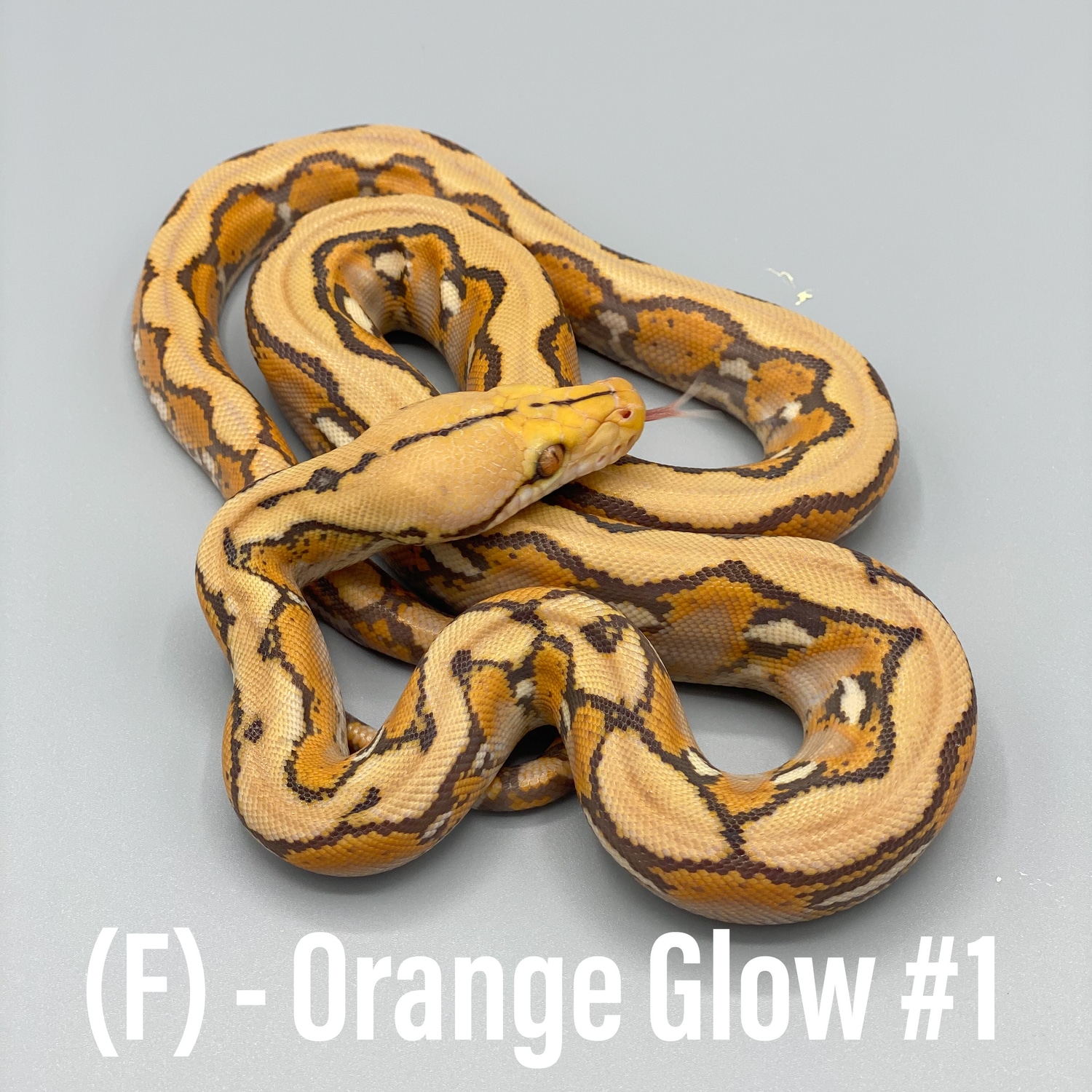Orange Glow Female #1 Reticulated Python by WildFire Retics - MorphMarket