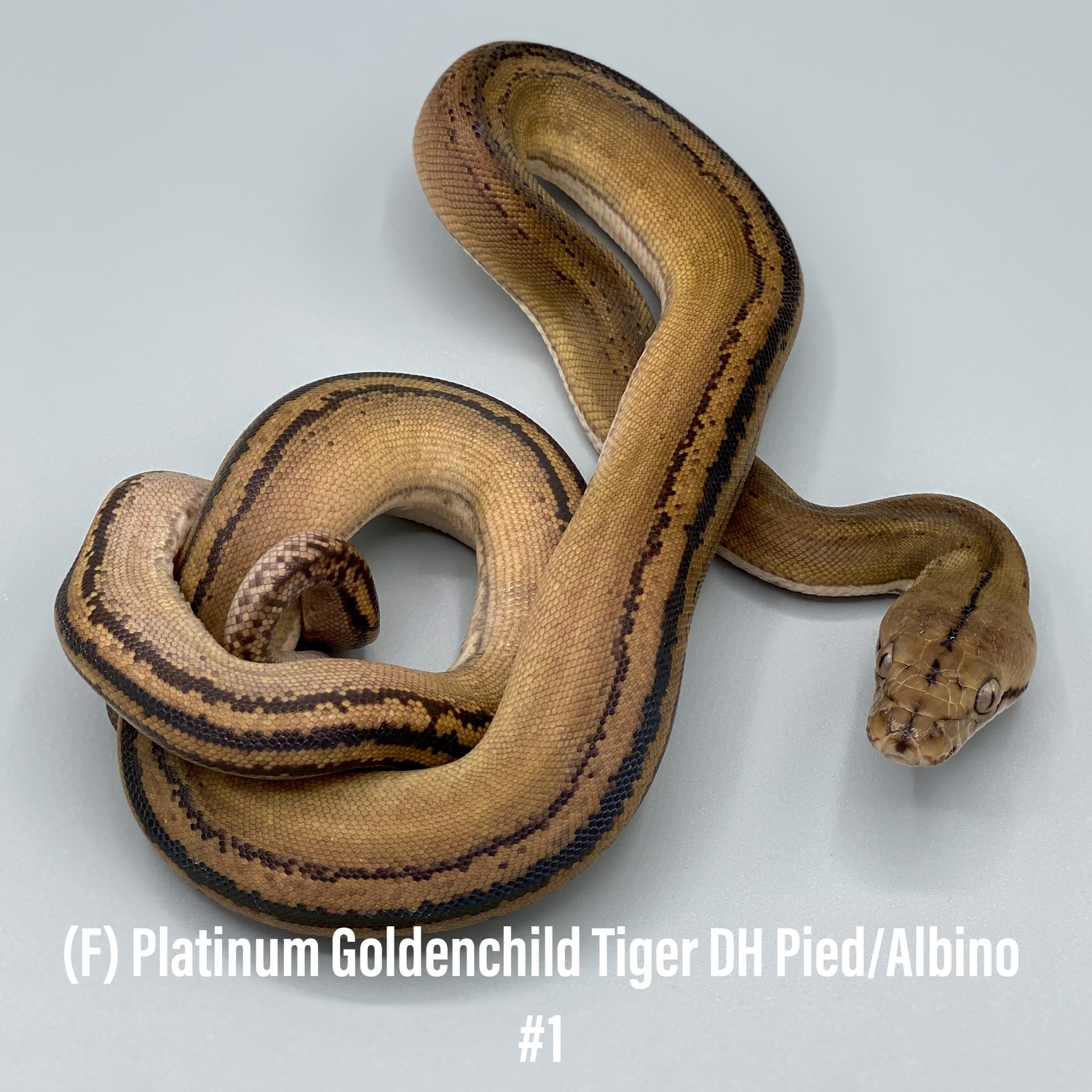 Platinum Goldenchild Tiger DH Pied/Albino - Female Reticulated Python ...