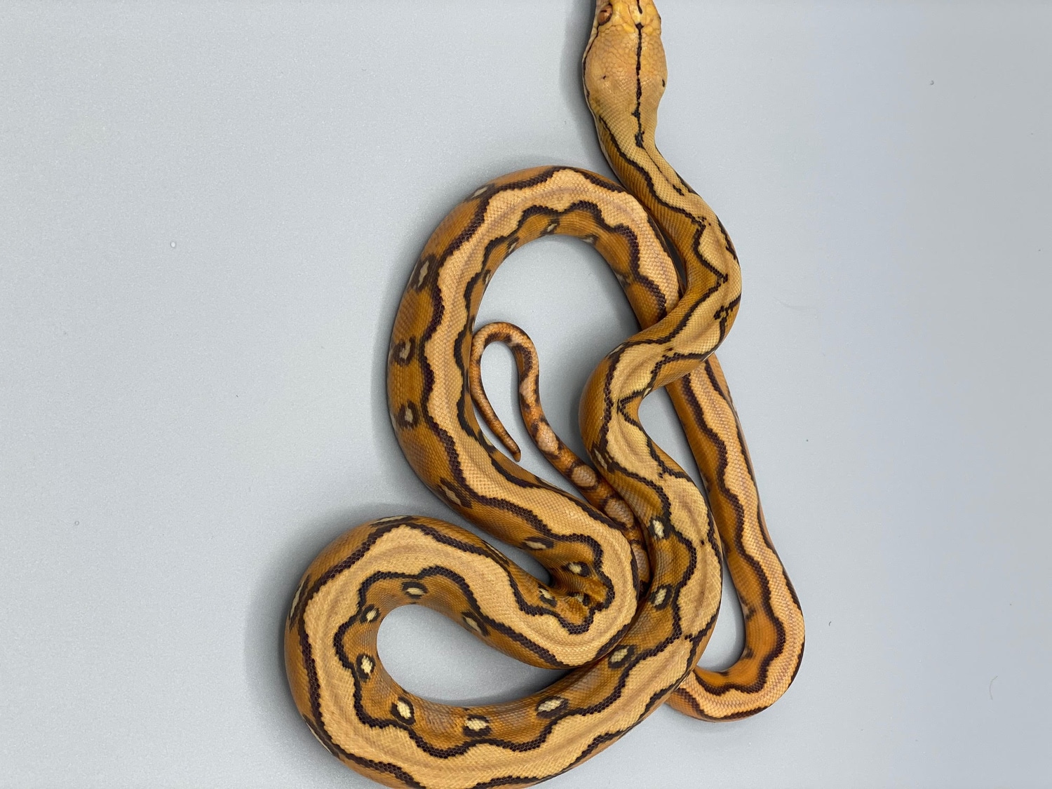 Indo Caramel Sunfire - Female Reticulated Python by WildFire Retics ...