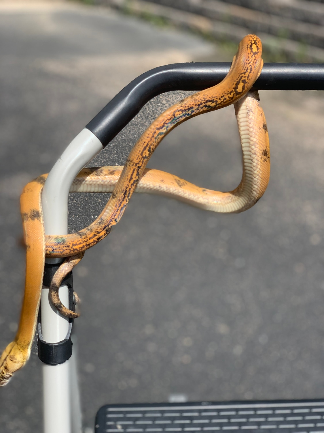 Mochino Goldenchild Paradox Reticulated Python by WildFire Retics ...