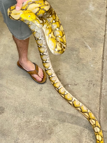 Mochino Reticulated Python by WildFire Retics
