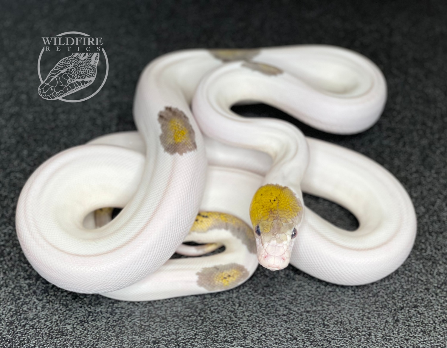 Platinum Pied Tiger Het Albino Reticulated Python by WildFire Retics ...