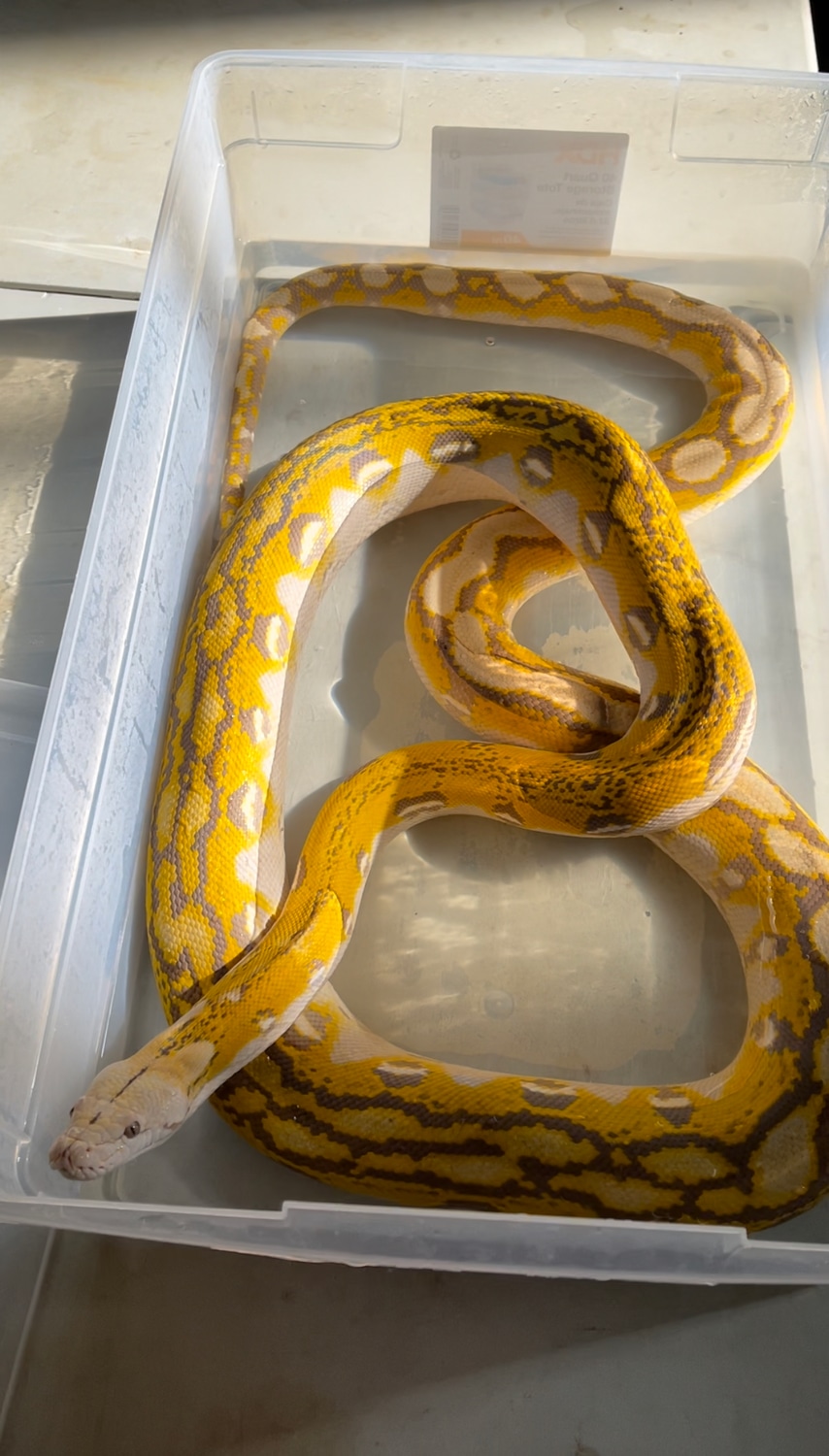 Male Platinum Mochino Reticulated Python by WildFire Retics - MorphMarket