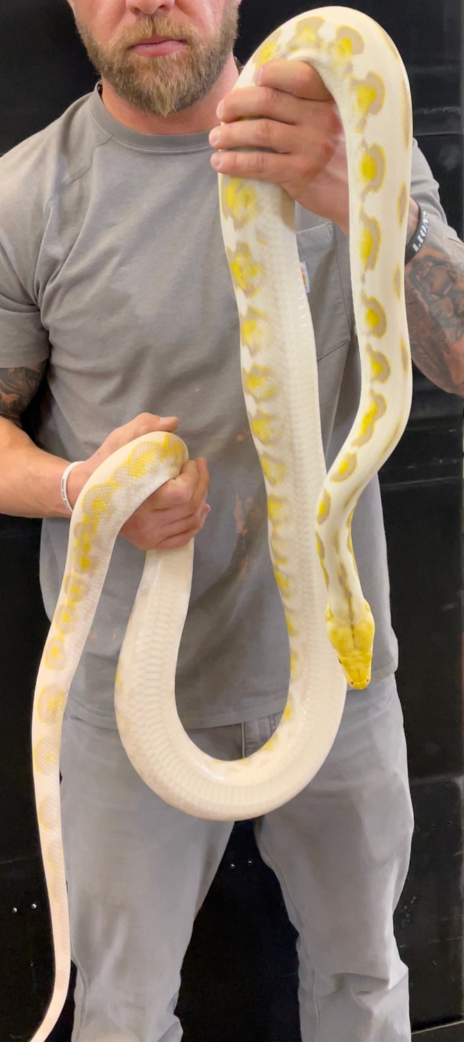 Purple Snow Jaguar 50% SD Reticulated Python by WildFire Retics ...