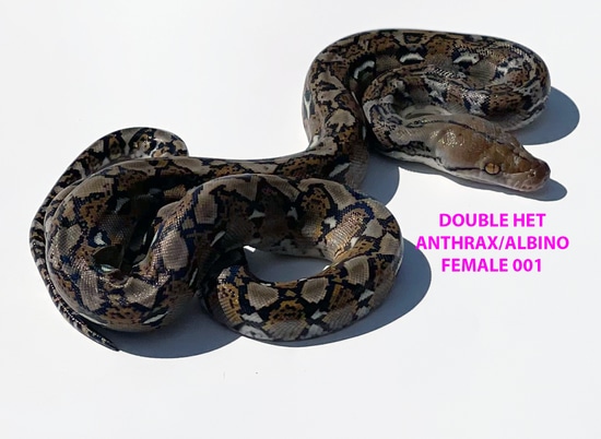 Normal Double Het Anthrax Albino Reticulated Python by WildFire Retics