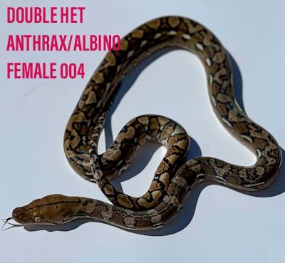 Normal Double Het Albino Anthrax Reticulated Python by WildFire Retics