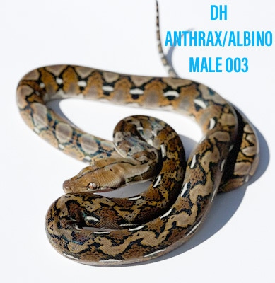 Normal Double Het Albino Anthrax Reticulated Python by WildFire Retics