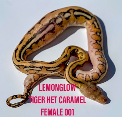 Lemonglow Tiger Het Caramel Reticulated Python by WildFire Retics ...