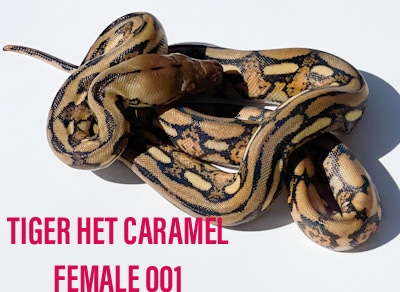 Tiger Het Caramel Reticulated Python by WildFire Retics