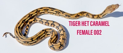 Tiger Het Caramel Reticulated Python by WildFire Retics
