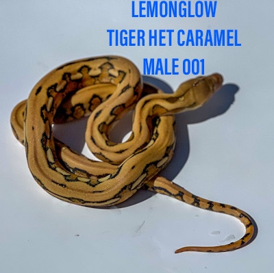 Lemonglow Tiger Het Caramel Reticulated Python by WildFire Retics ...