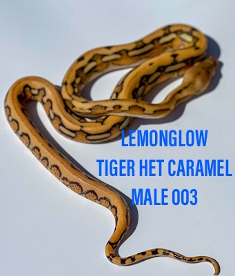 Lemonglow Tiger Het Caramel Reticulated Python by WildFire Retics ...