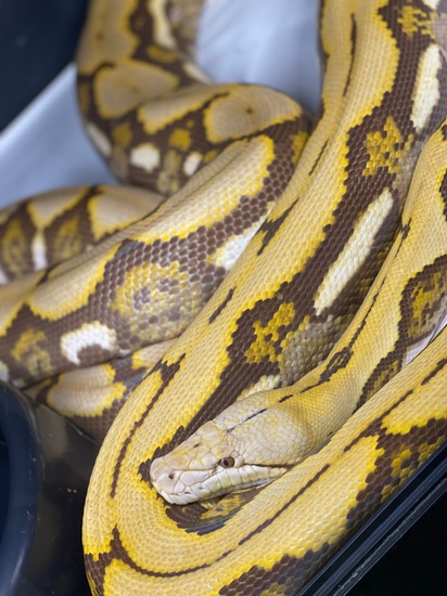 Caramel Tiger Reticulated Python by WildFire Retics