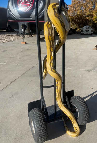 Caramel Tiger Reticulated Python by WildFire Retics