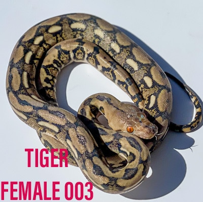 Tiger Poss Het Ghost Reticulated Python by WildFire Retics