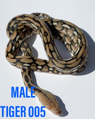 Tiger Poss Het Ghost Reticulated Python by WildFire Retics