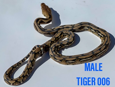 Tiger Poss Het Ghost Reticulated Python by WildFire Retics
