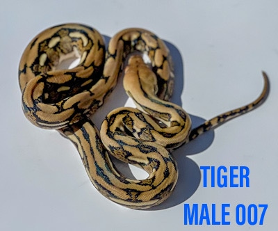 Tiger Poss Het Ghost Reticulated Python by WildFire Retics