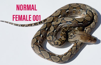 Normal Reticulated Python by WildFire Retics