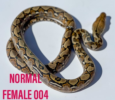 Normal Reticulated Python by WildFire Retics